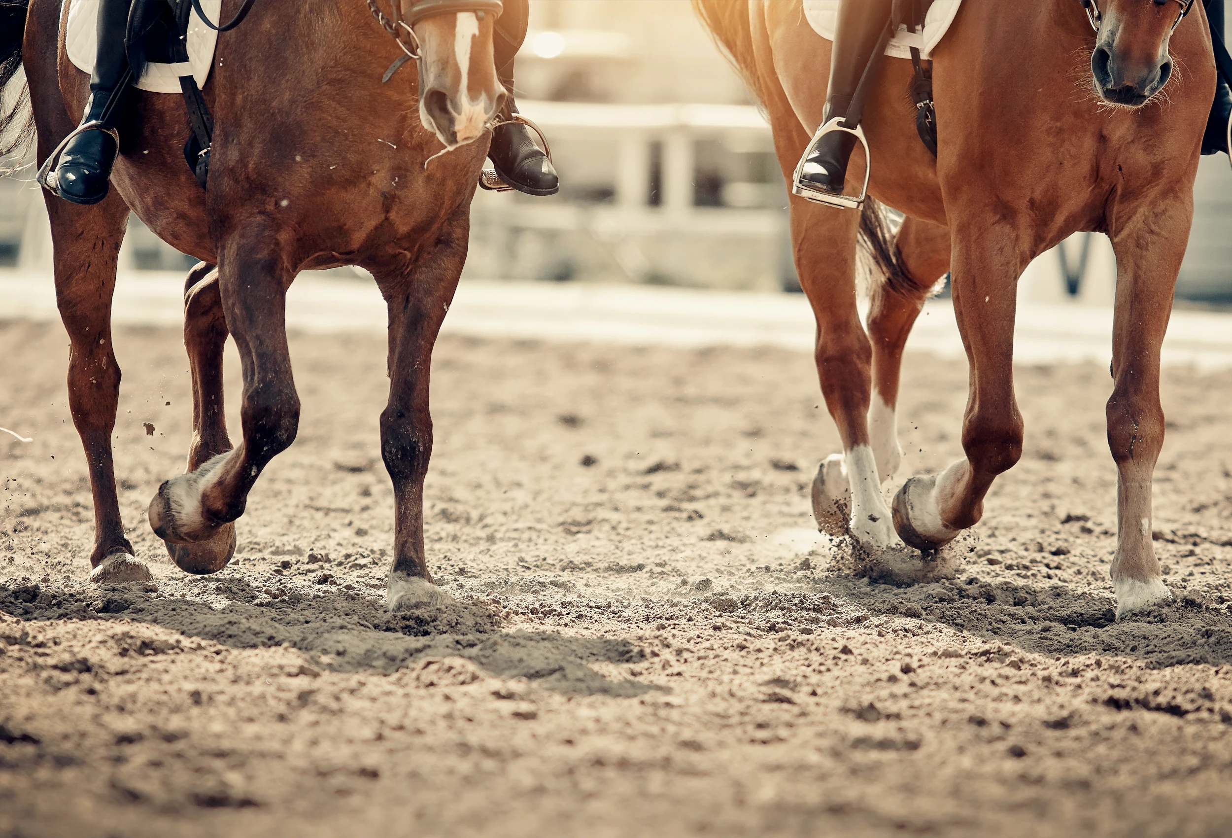 Equestrian - SkyRidge Park City